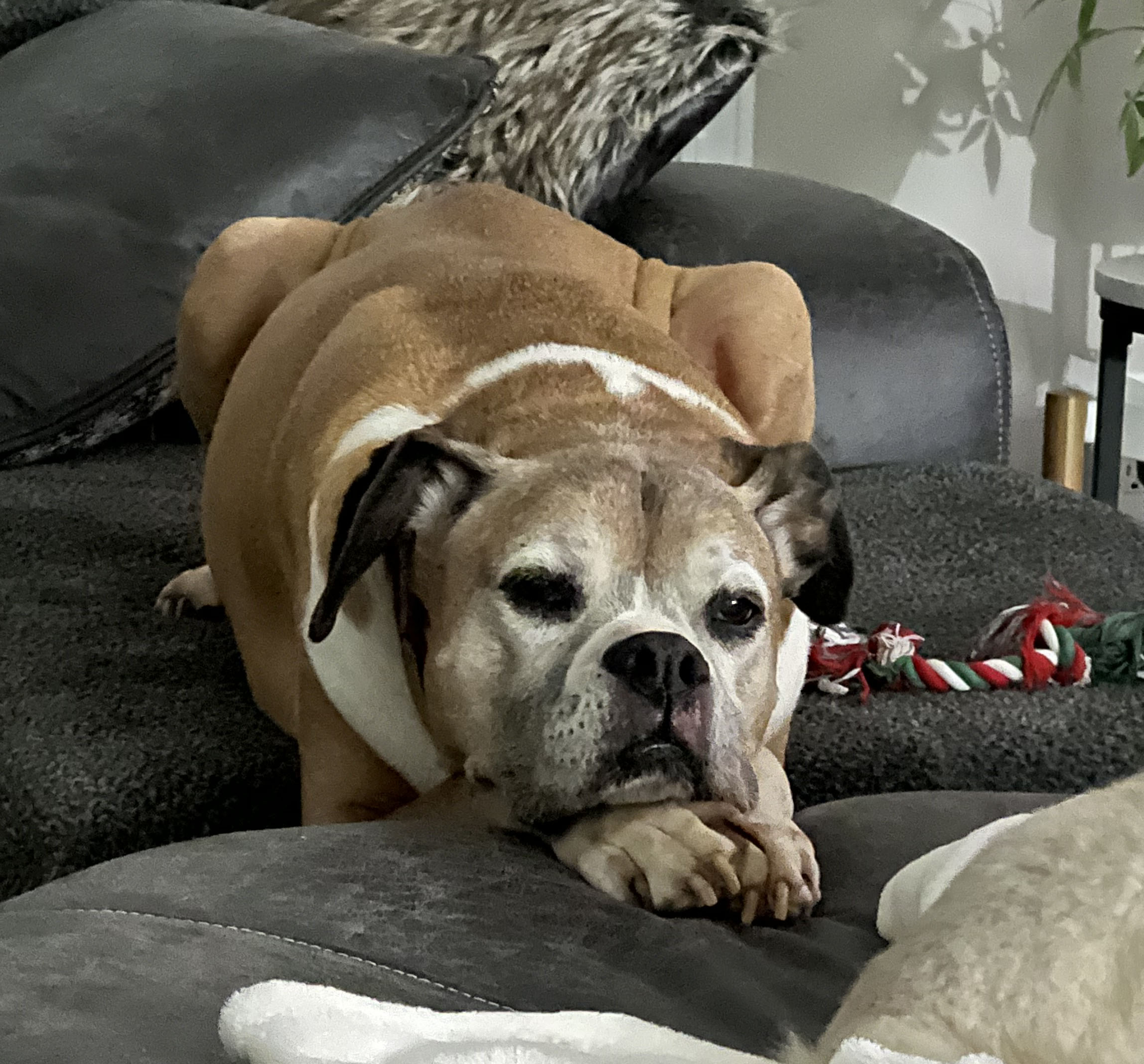 Meet the candidates! – Tryon Dog Mayor 2022