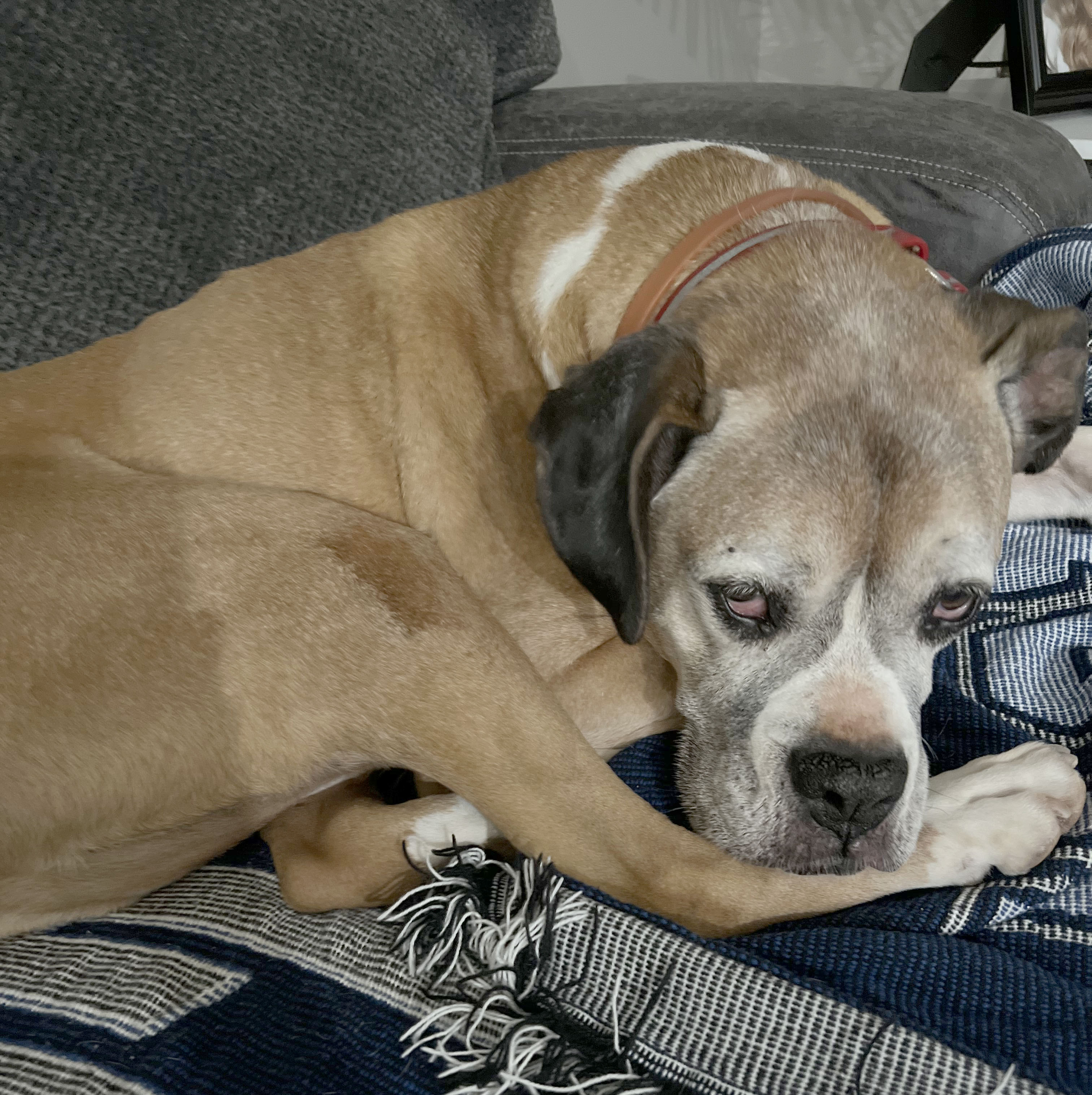 Meet the candidates! – Tryon Dog Mayor 2022