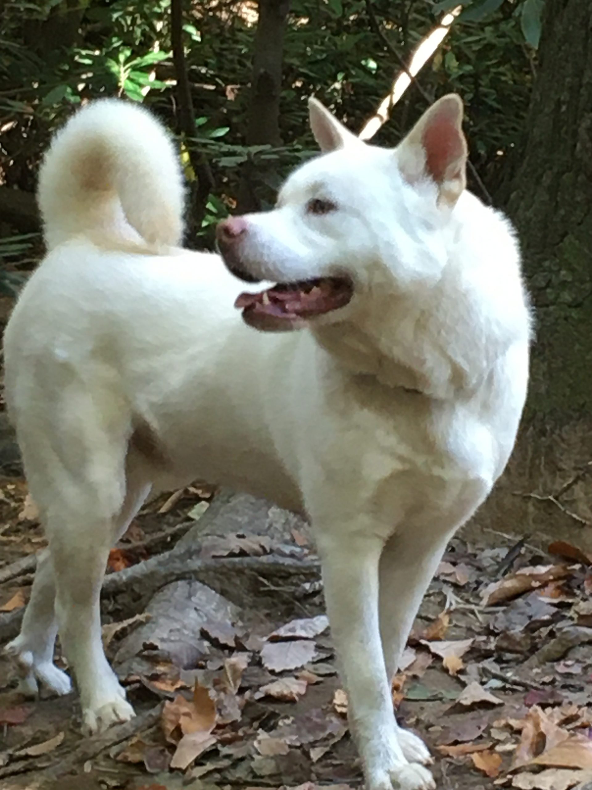 Meet the candidates! – Tryon Dog Mayor 2022