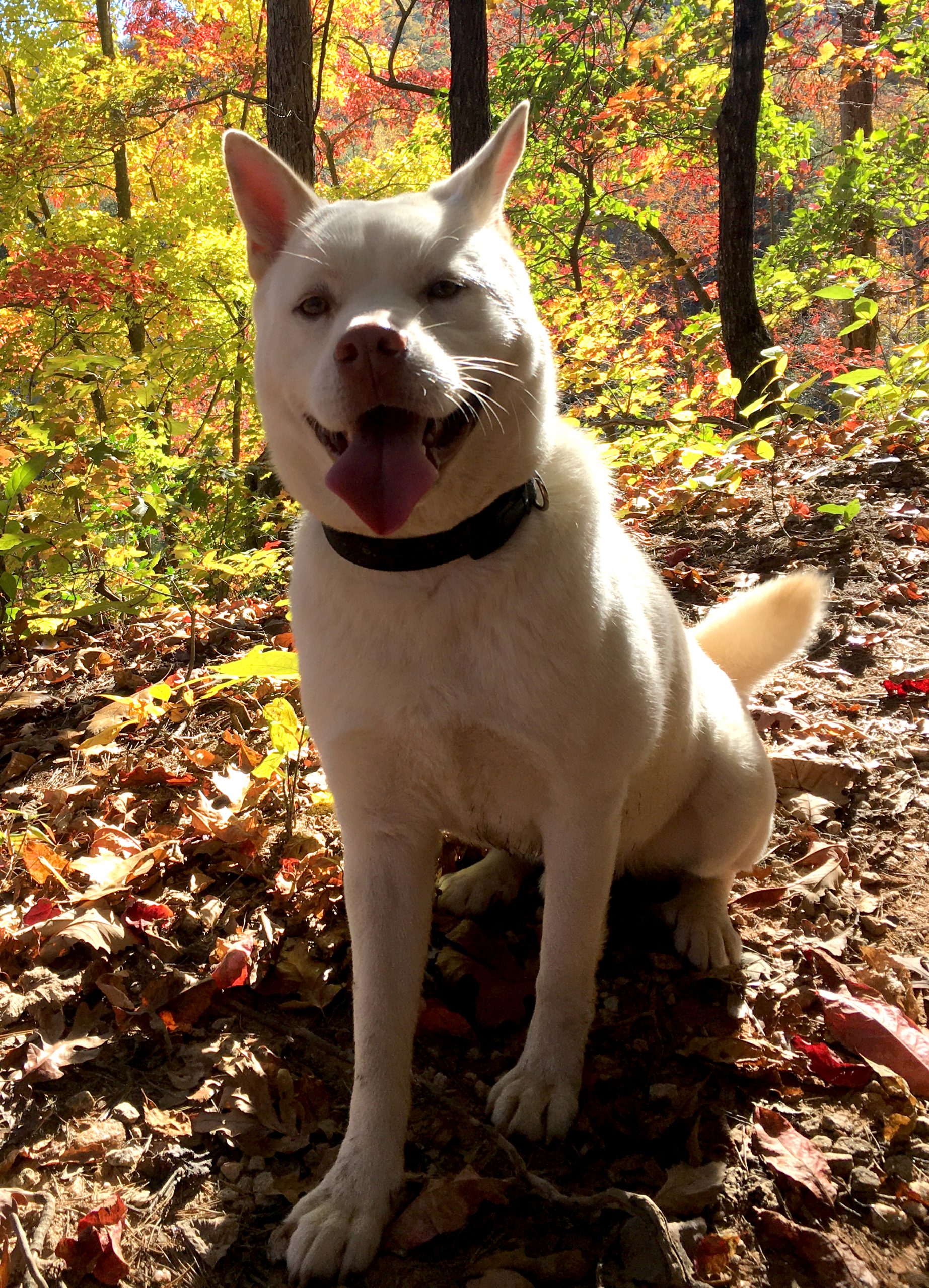 Meet the candidates! – Tryon Dog Mayor 2022