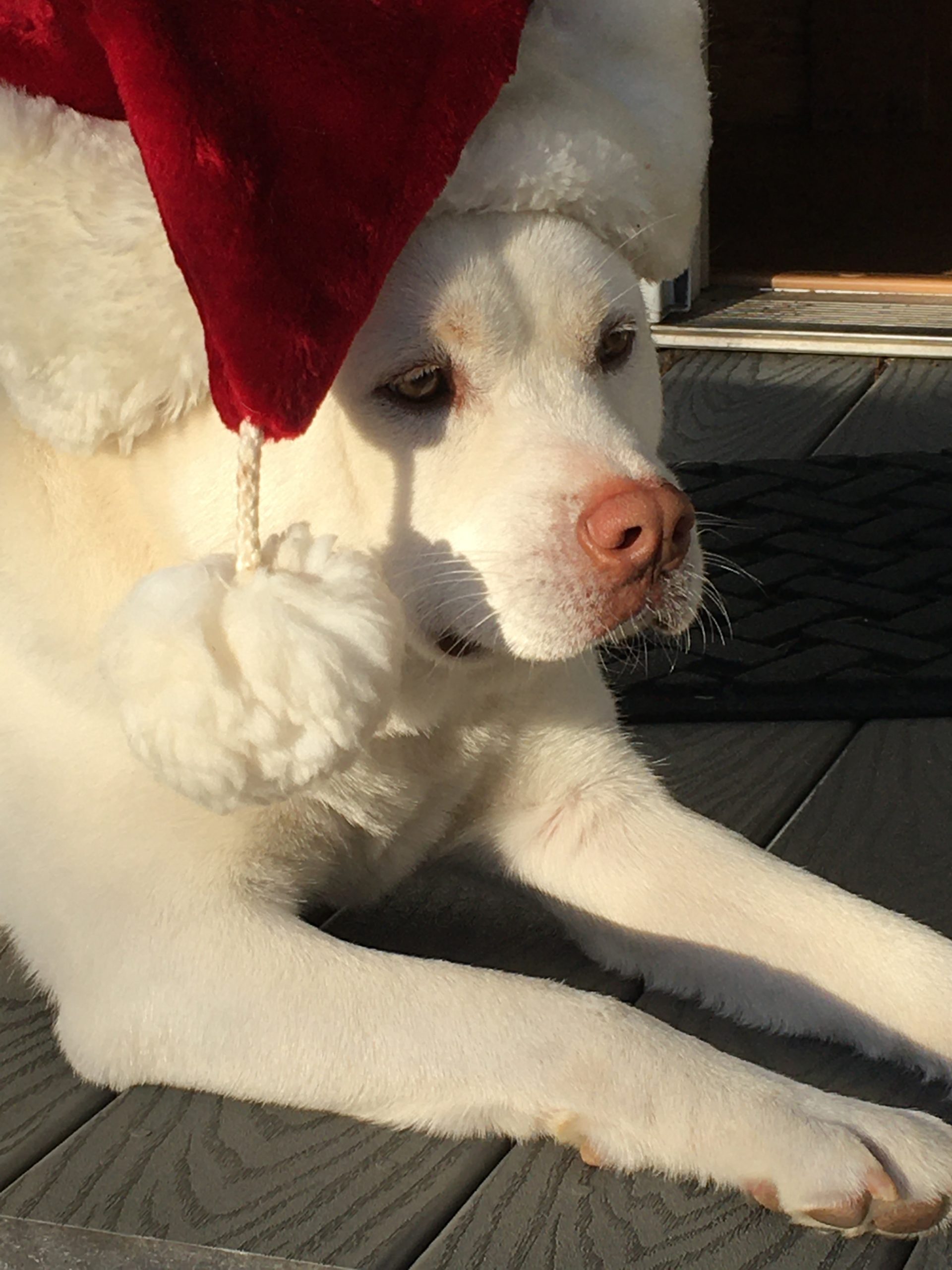 Meet the candidates! – Tryon Dog Mayor 2022