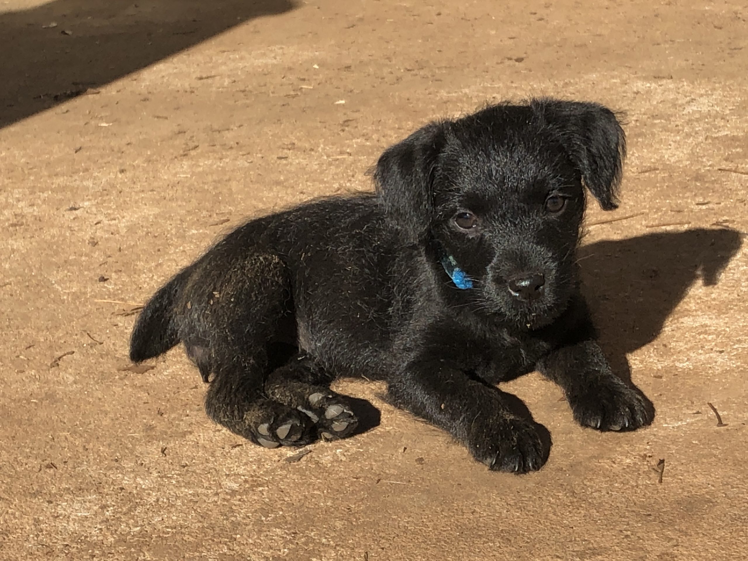Meet the candidates! – Tryon Dog Mayor 2022