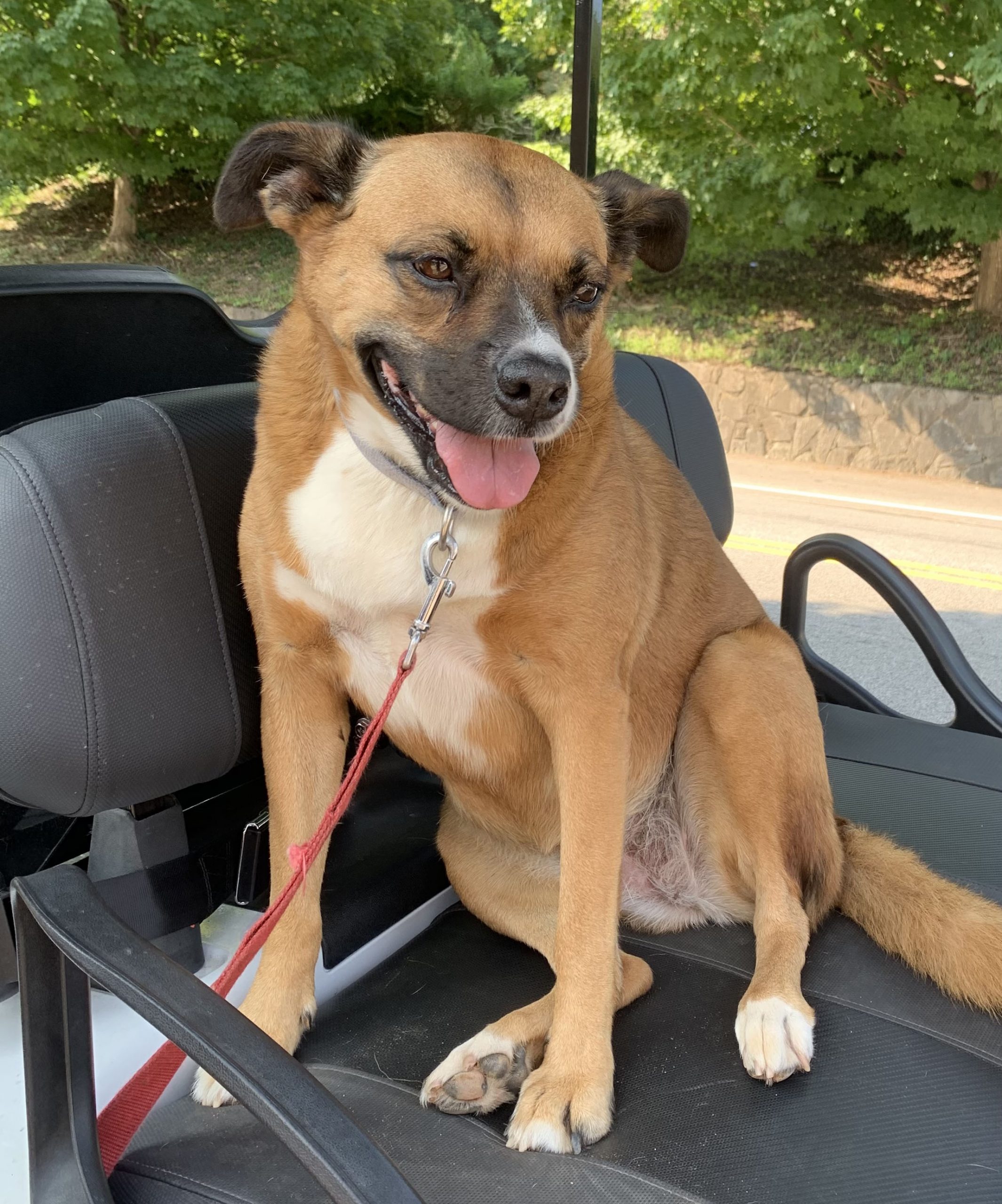 Meet the candidates! – Tryon Dog Mayor 2022
