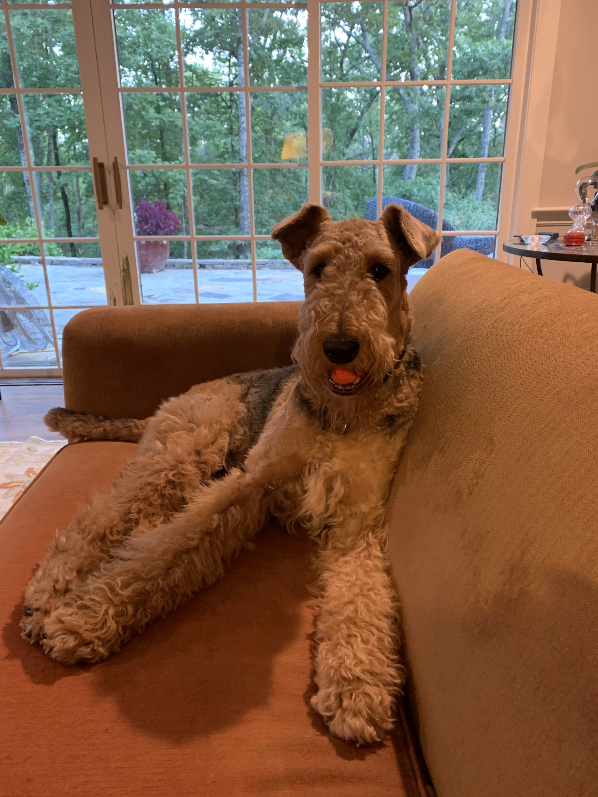 Meet the candidates! – Tryon Dog Mayor 2022